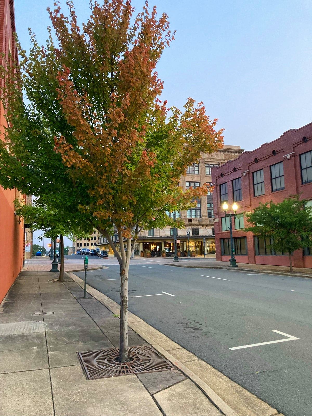 Tree Planting Underway! – DDA