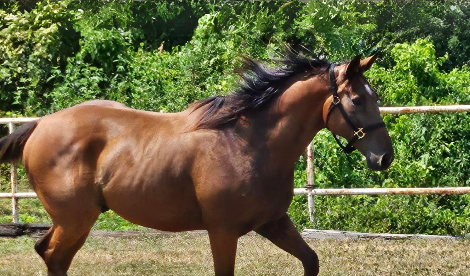 New Mounted Patrol Horse – DDA