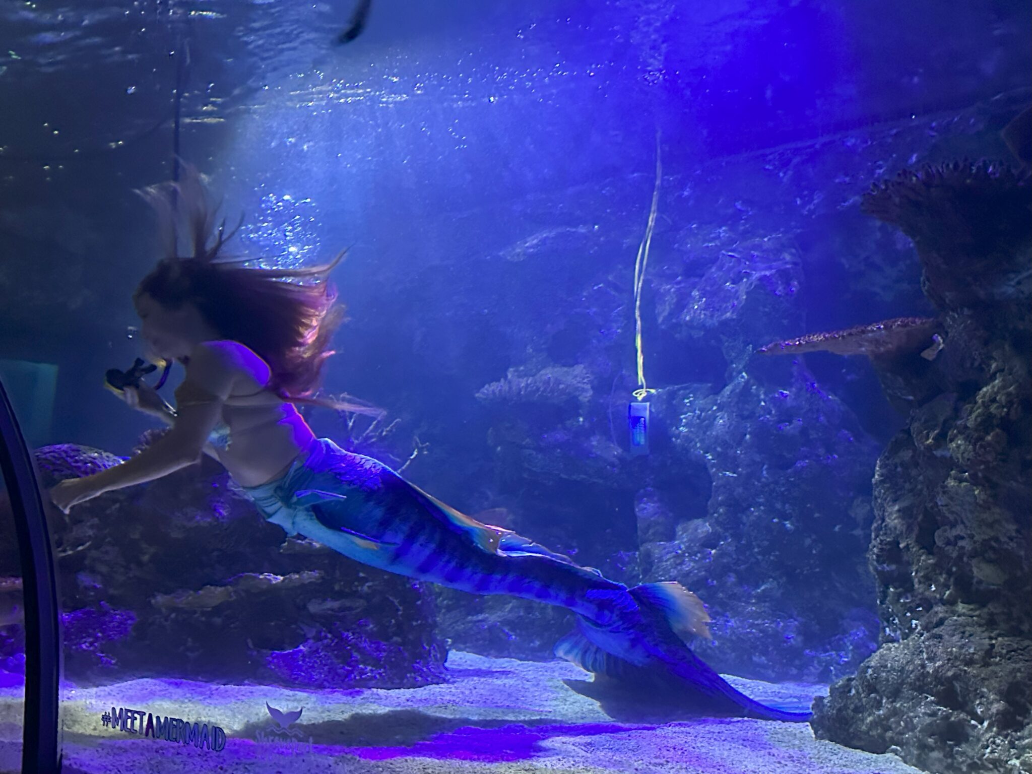 Mermaids Downtown? – DDA